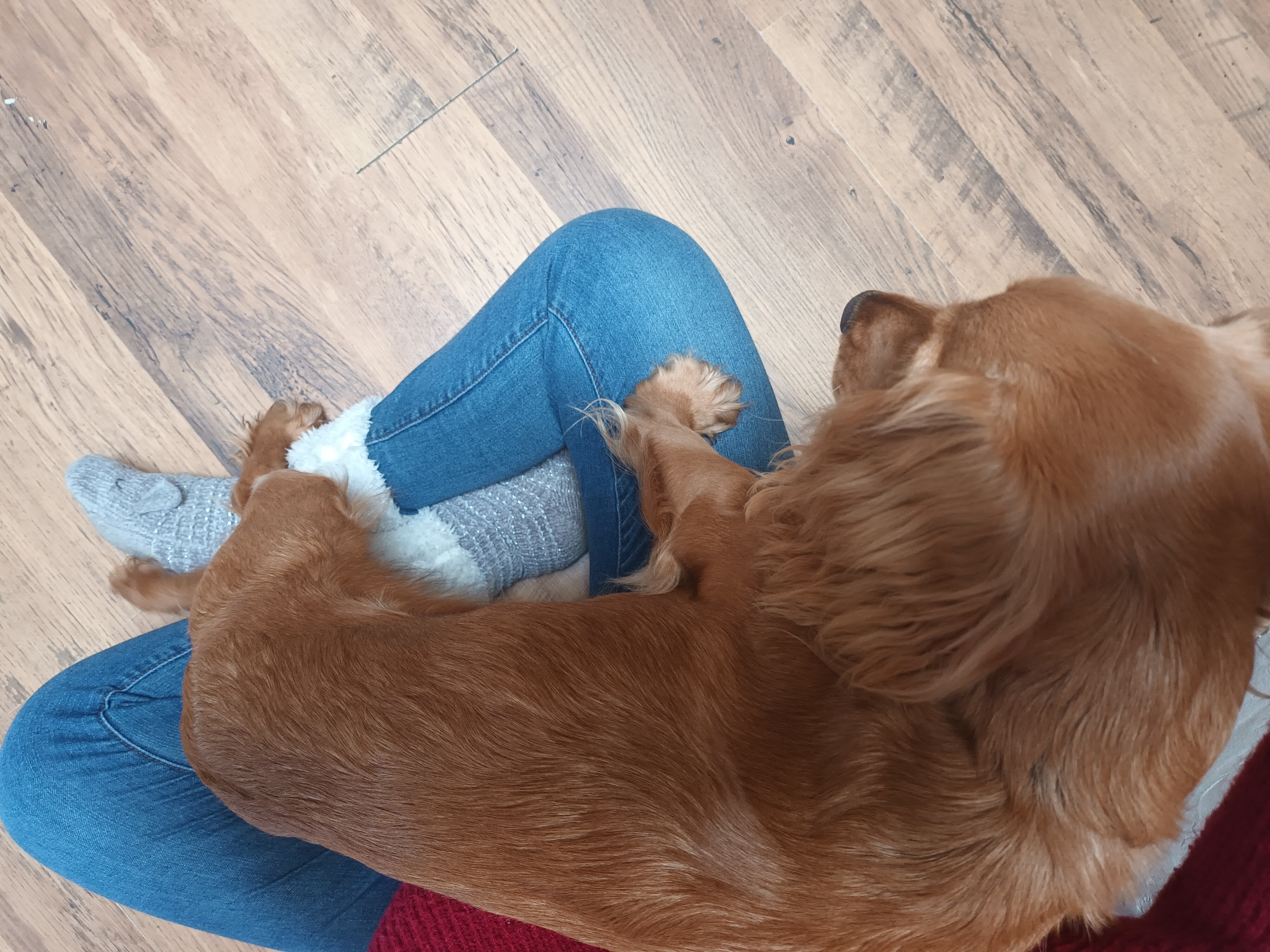 Delphine | Gardien d'animaux à Cholet | Pawshake.fr