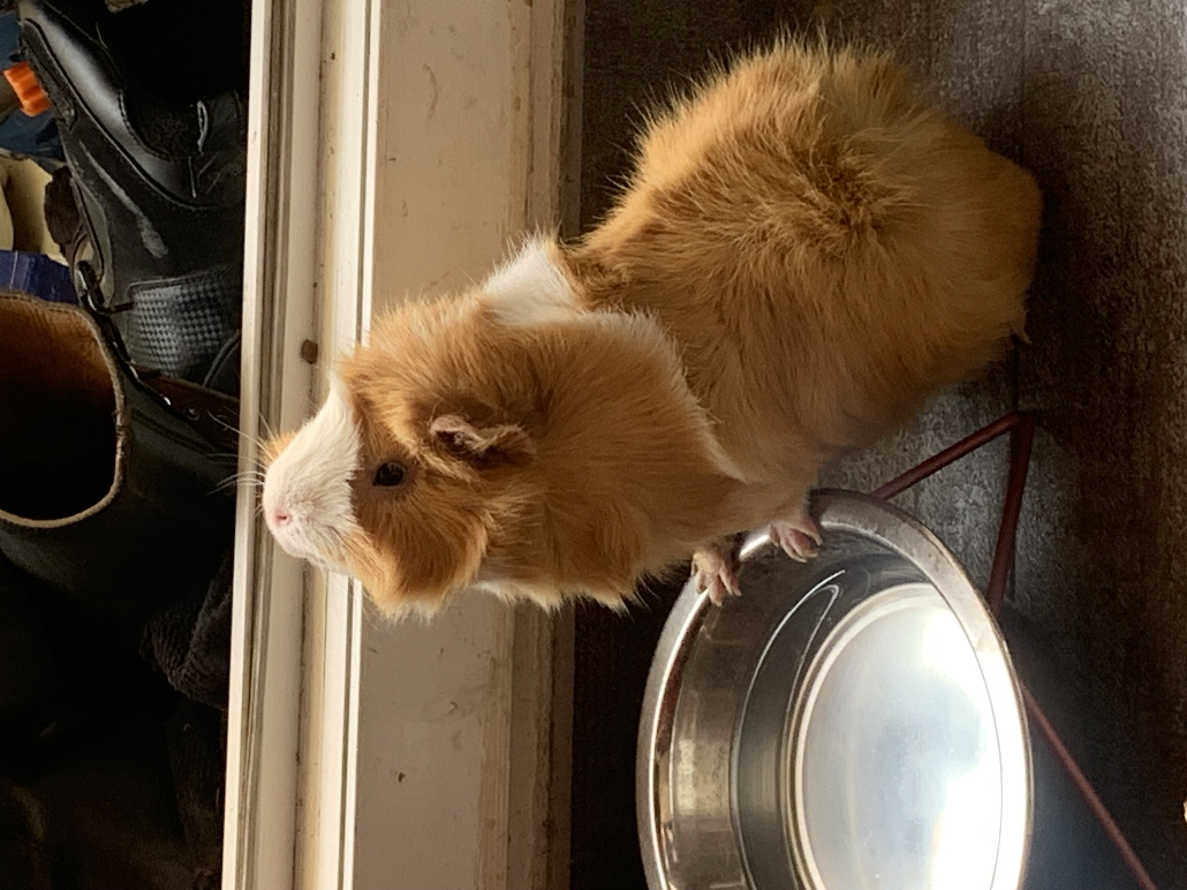 Léa | Gardien d'animaux à Noisy-le-Grand | Pawshake.fr